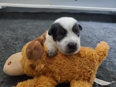 Puppies – Caray Australian Cattle Dogs
